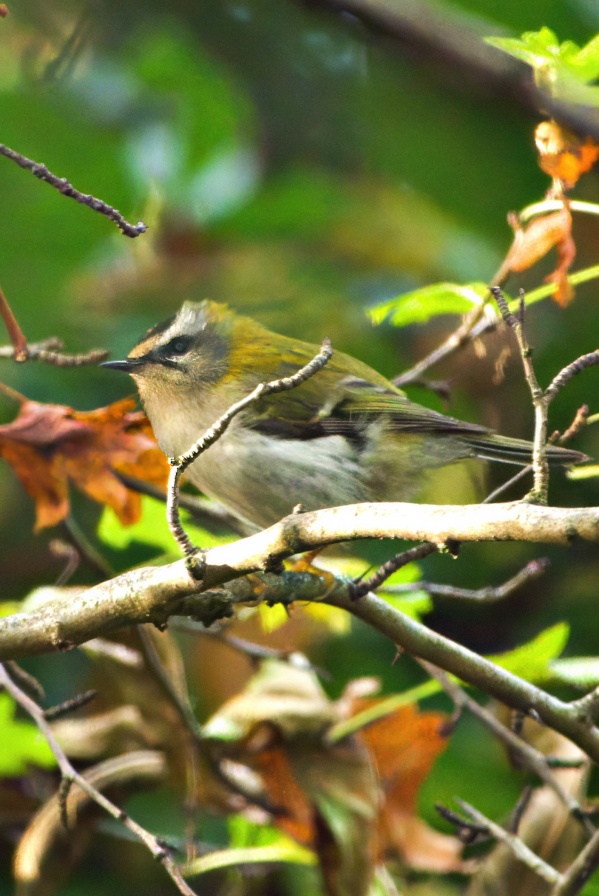 Photo of Firecrest, Maiden Erlegh Lake, 11/11/2024 - BerksBirds