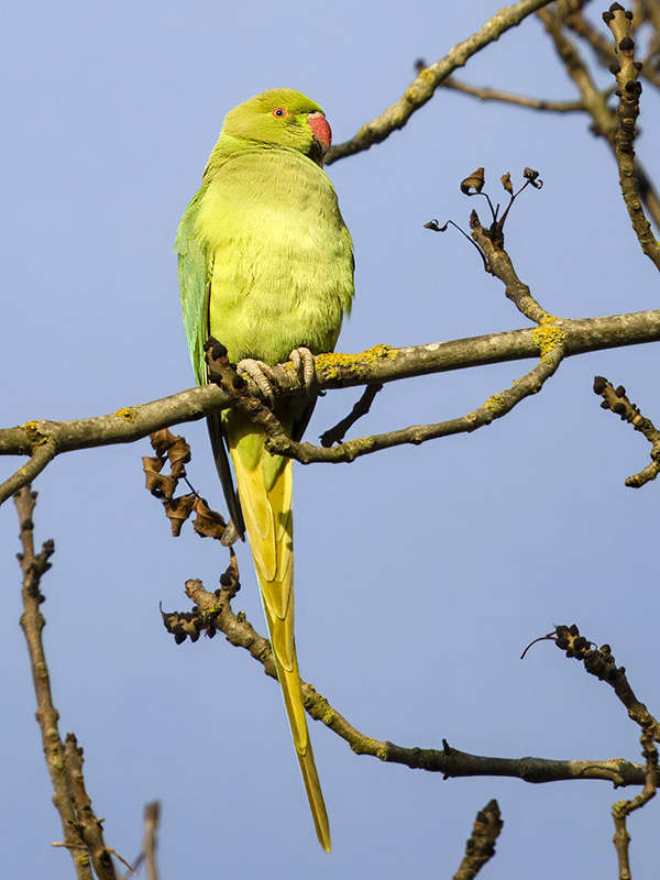 Photo of Ring-necked Parakeet at Fobney Island, Berkshire - BerksBirds