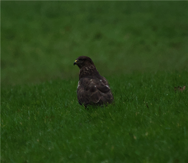 Photo of Buzzard at Lower Earley Woods and Meadows, Berkshire - BerksBirds