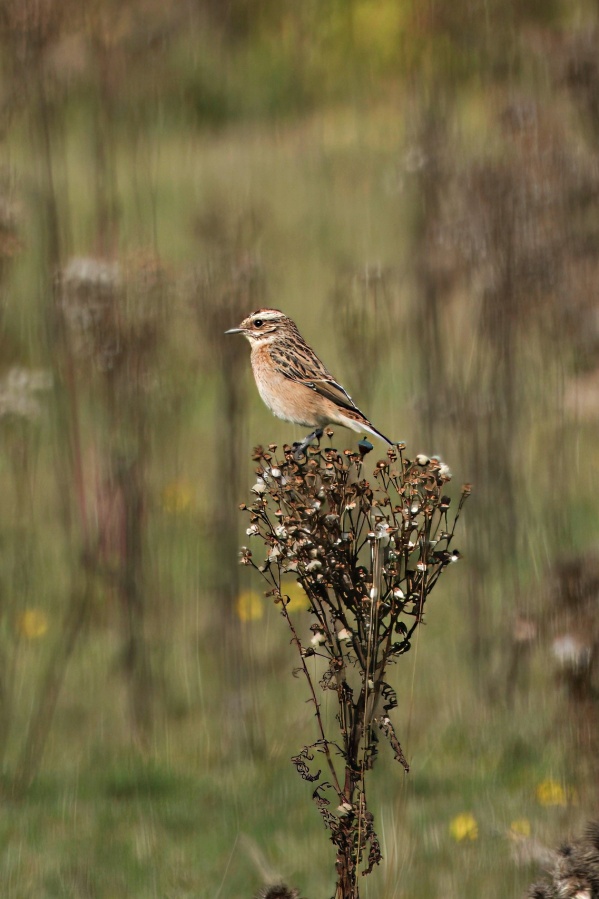 Photo of Whinchat at Greenham Common, Berkshire - BerksBirds