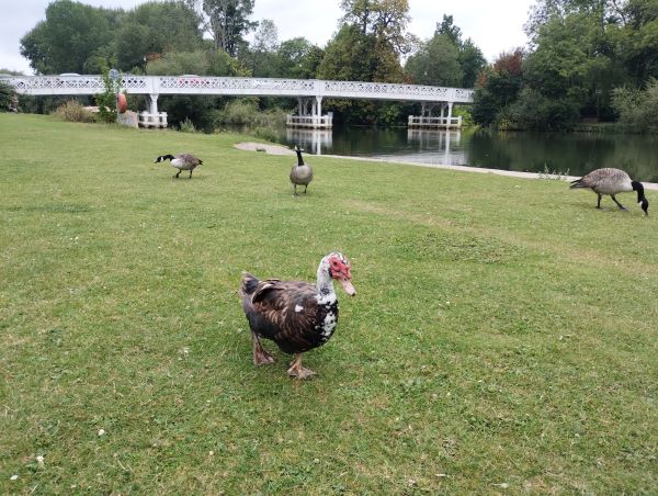 Photo of Muscovy Duck at Pangbourne Meadow, Berkshire - BerksBirds
