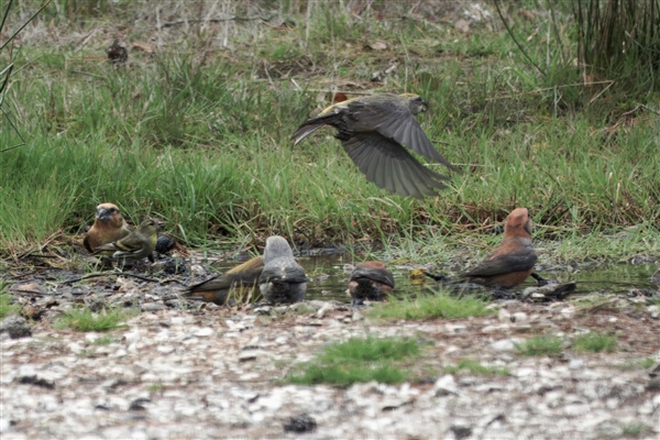 Photo of Crossbill, Roundoak Piece, 08/10/2025 - BerksBirds