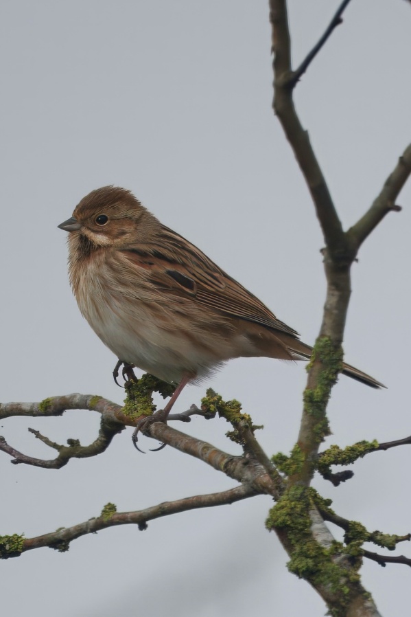 Photo of Reed Bunting, Cow Down (West Ilsley), 20/01/2025 - BerksBirds