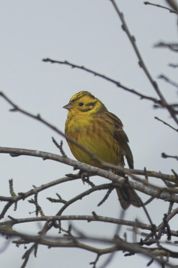 Photo of Yellowhammer at Cow Down, West Ilsley, Berkshire - BerksBirds