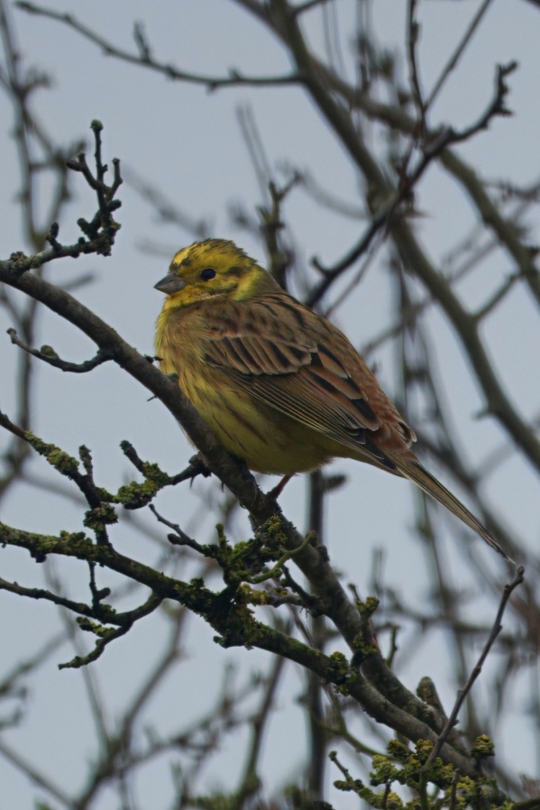 Photo of Yellowhammer at Cow Down, West Ilsley, Berkshire - BerksBirds