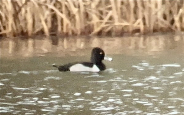 Photo of Ring-necked Duck, Colebrook Lake, Moor Green Lakes, 12/12/2025 ...