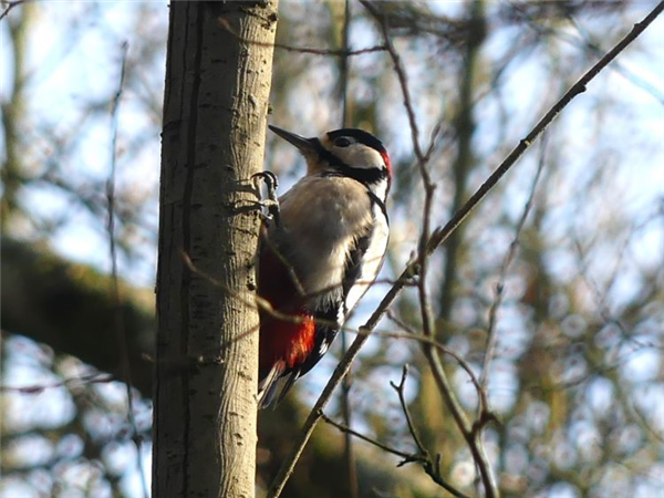 Photo of Great Spotted Woodpecker at Maiden Erlegh Lake, Reading ...