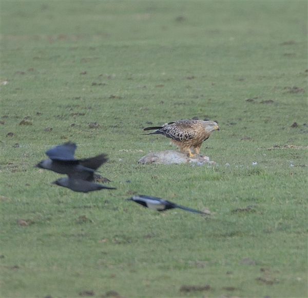 Photo of Red Kite at Sulhamstead Abbots, Berkshire - BerksBirds