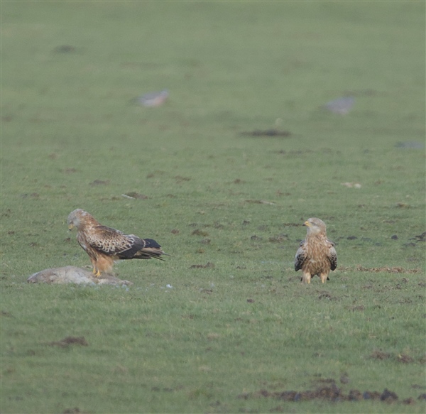 Photo of Red Kite at Sulhamstead Abbots, Berkshire - BerksBirds