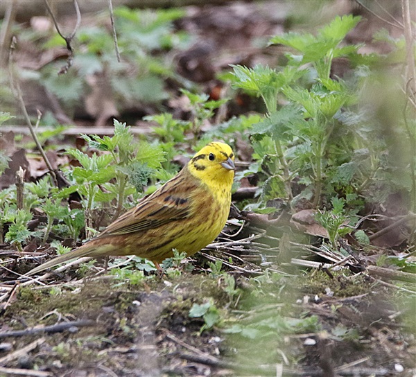 Photo of Black Swan at Sonning Farm, Berkshire - BerksBirds