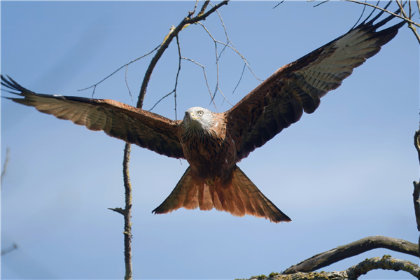 Photo of Red Kite, Holybrook Linear Park, 29/03/2025 - BerksBirds