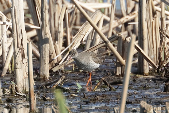 Photo of Redshank at Fobney Meadow, Berkshire - BerksBirds