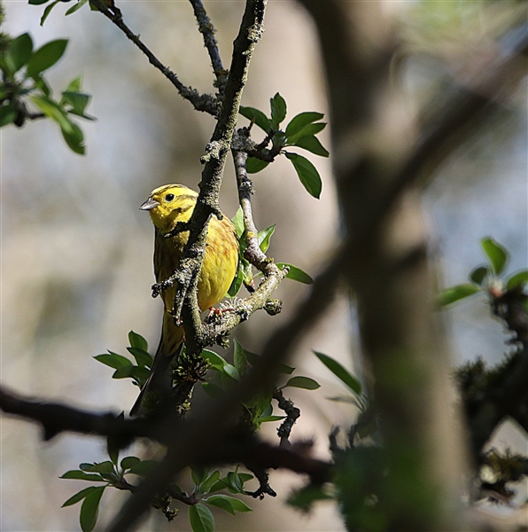 Photo of Yellowhammer at Sonning Farm, Berkshire - BerksBirds