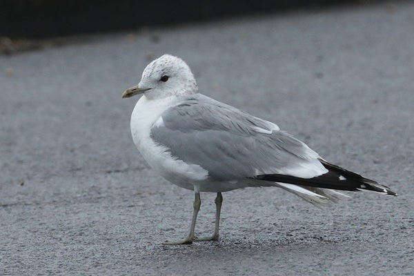 Photo of Common Gull, Queen Mother Reservoir, 23/04/2025 - BerksBirds