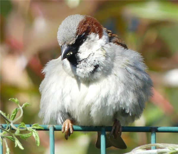 Photo of House Sparrow at Lower Earley, Berkshire - BerksBirds