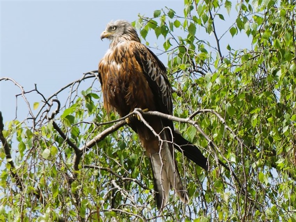 Photo of Red Kite at Lower Earley, Berkshire - BerksBirds