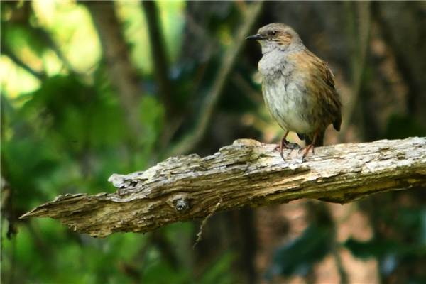 Photo of Dunnock at Bracknell, Berkshire - BerksBirds