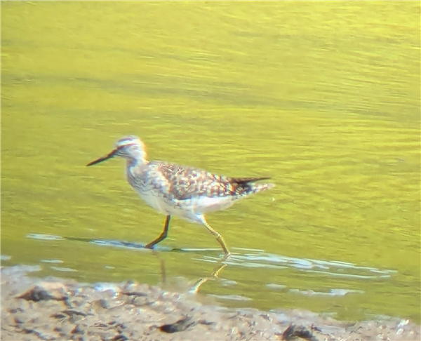Photo of Wood Sandpiper at Sulhamstead Abbots, Berkshire - BerksBirds