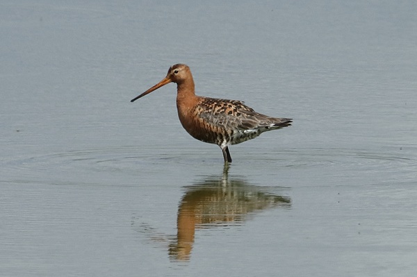 Photo of Black-tailed Godwit at Sulhamstead Abbots, Berkshire - BerksBirds