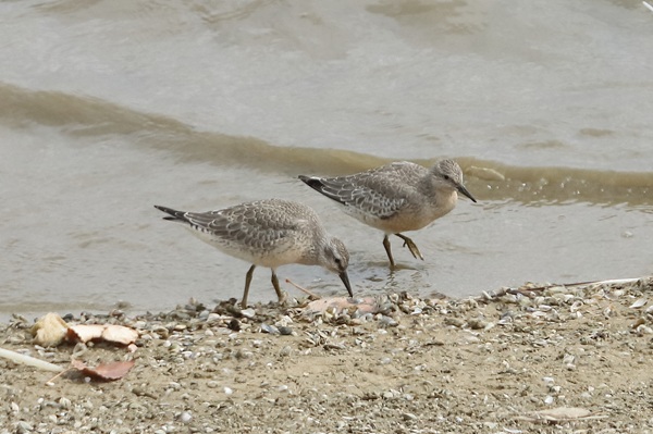 Photo of Knot, Queen Mother Reservoir, 27/08/2025 - BerksBirds