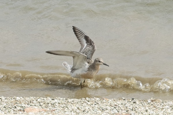 Photo of Knot, Queen Mother Reservoir, 27/08/2025 - BerksBirds