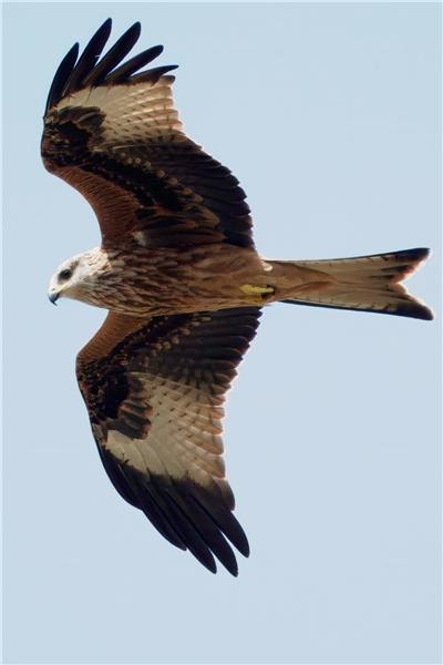 Photo of Red Kite, Greenham Common, 06/08/2025 - BerksBirds