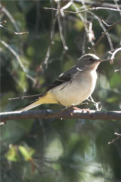 Photo of Grey Wagtail, Roundoak Piece, 25/09/2025 - BerksBirds