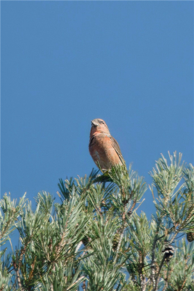 Photo of Crossbill, Roundoak Piece, 30/09/2025 - BerksBirds